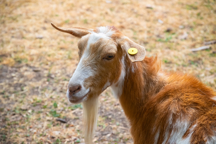 Comparing Milk from Different Dairy Goat Breeds - Goat Journal